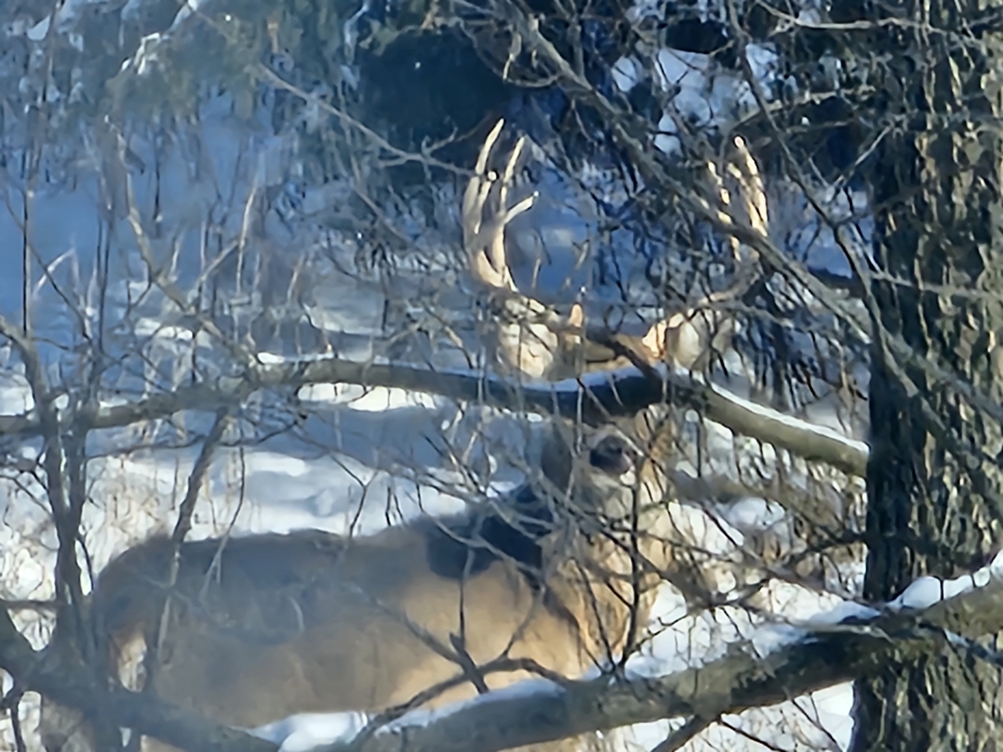 Ryan | Guns Missouri FREE Classifieds | Buy Sell Trade Firearms in MO